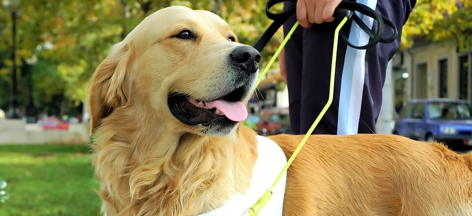 Guide Dogs for the Blind - Heller Consulting