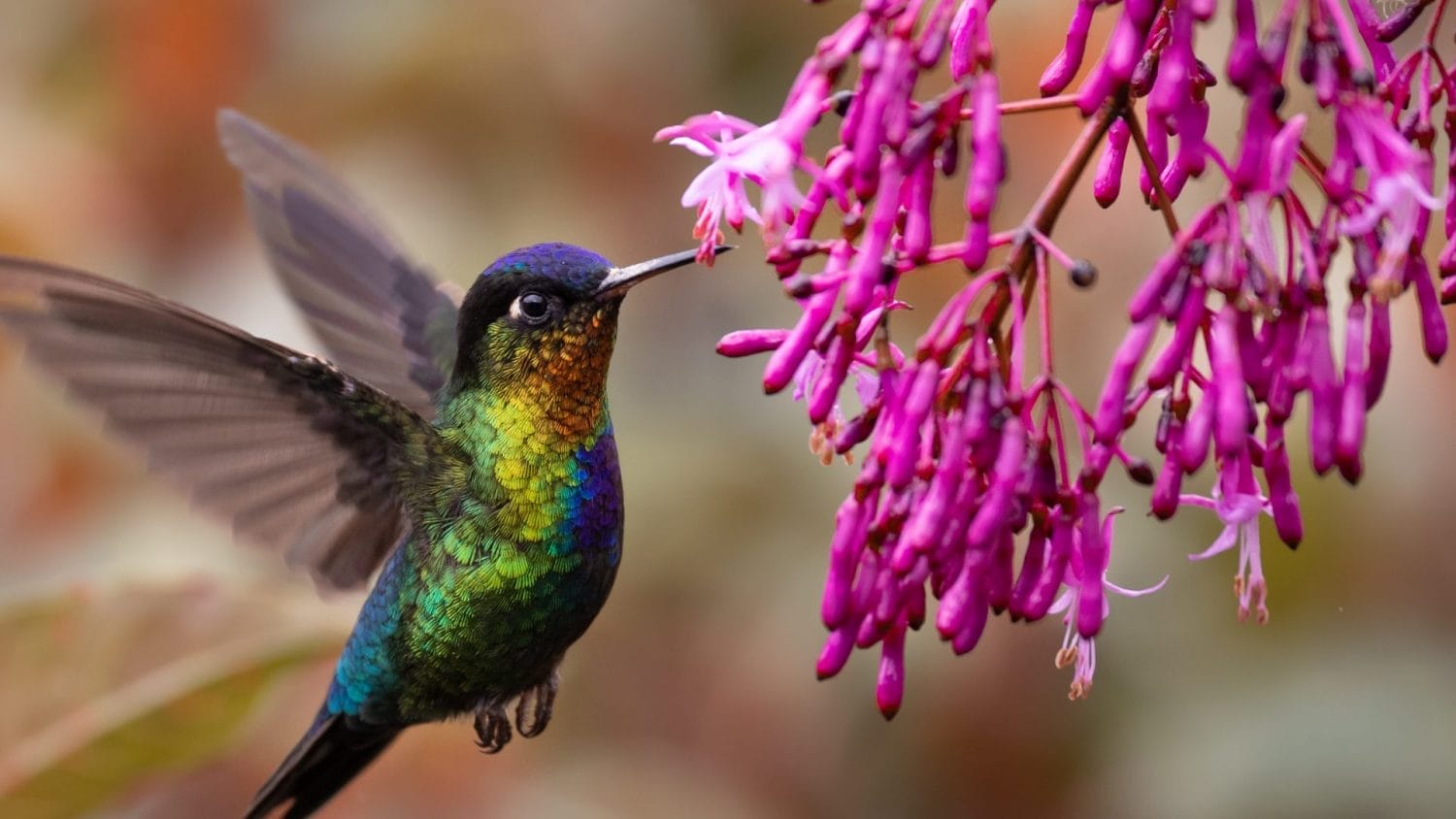 Environmental Defense Fund NPSP Implementation - Heller Consulting